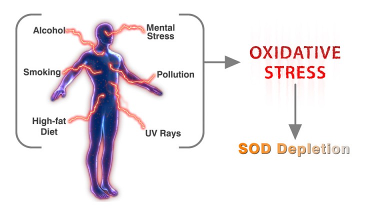 Why supplemented? - Bionov, World's largest SOD producer